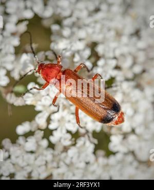 Black bug from a northern portuguese meadow Stock Photo - Alamy