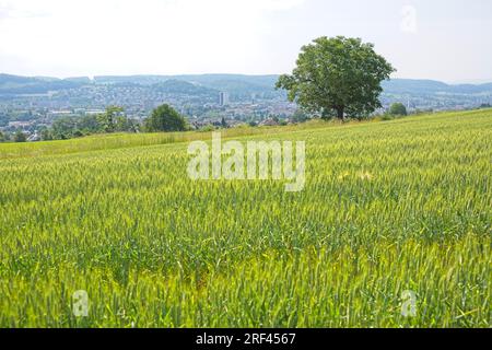 landscape near loerrach in southern germany Stock Photo - Alamy