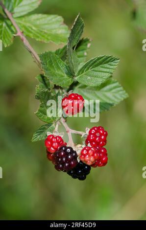 Blackberries (Rubus sp Stock Photo - Alamy