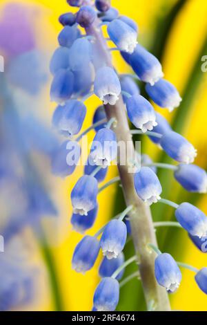 Beautiful close-up of a muscari Stock Photo - Alamy