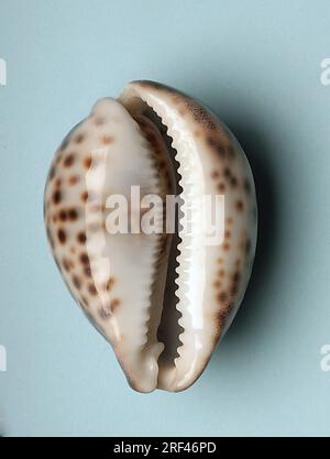 Cypraea tigris, Cypraeidae Stock Photo - Alamy
