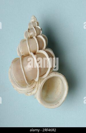 Epitonium scalare, Epitoniidae Stock Photo - Alamy