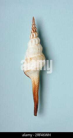 Fusinus colus, Fasciolariidae Stock Photo - Alamy