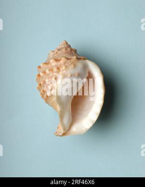 Galeodea echinophora, Cassidae Stock Photo - Alamy