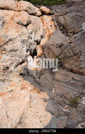 Pegmatite is an igneous intrusive rock composed of quartz, feldspar and ...