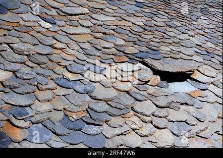 Roof shale. Shale is a fissile compacted sedimentary rock. This photo ...