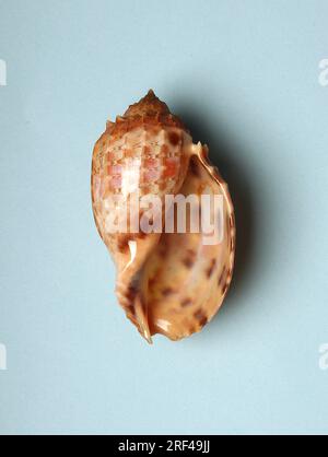 Harpa doris, Harpidae Stock Photo - Alamy