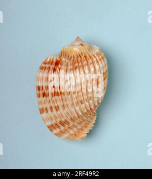 Harpa costata, Harpidae Stock Photo - Alamy