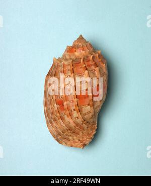 Harpa doris, Harpidae Stock Photo - Alamy