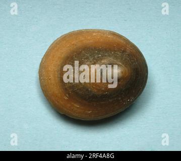 Patella pellucida, Patellidae Stock Photo - Alamy