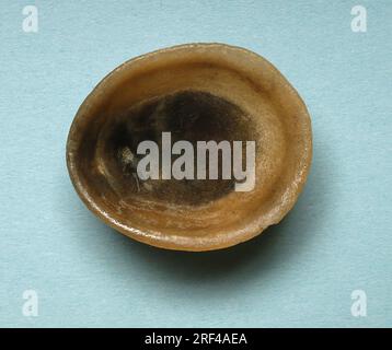 Patella pellucida, Patellidae Stock Photo - Alamy