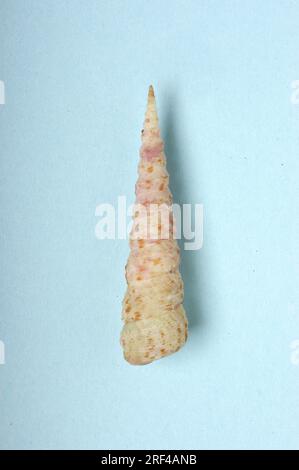 Mesalia opalina, Turritellidae Stock Photo - Alamy