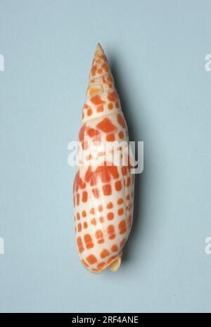 Mitra mitra, Mitridae Stock Photo - Alamy