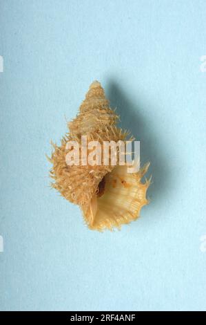Trichotropis cancellata, Capulidae Stock Photo - Alamy