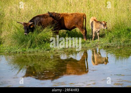 Hecker cattle herd in the Kiebitzwiese nature reserve, on the territory ...