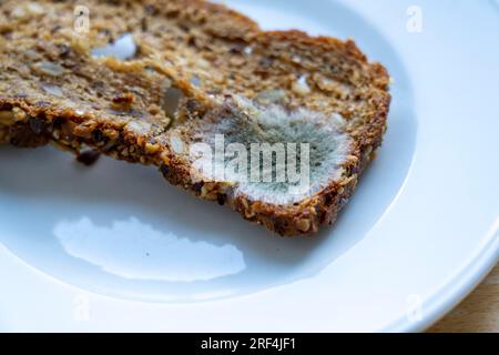 Mould on a slice of multigrain bread, mouldy Stock Photo - Alamy