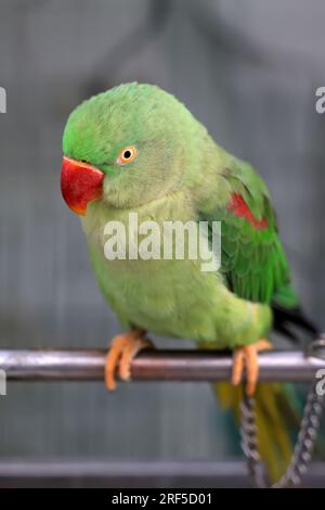red mouth parrot looks very lovely Stock Photo - Alamy
