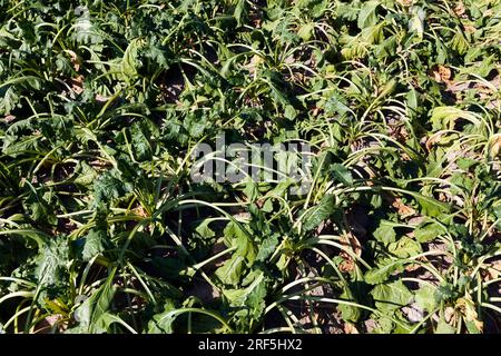 withered beet sprouts during the great heat in the summer, withered ...