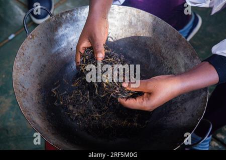 Tea Leaves Selection Sorting Processing In Kiambu County Kenya East ...