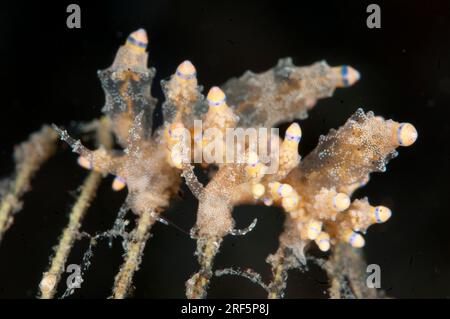 Pair of Mandapam Eubranchus Nudibranches, Eubranchus mandapamensis ...