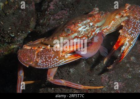 Swimming Crab, Portunus pelagicus, eating Anthias, Pseudanthias sp ...