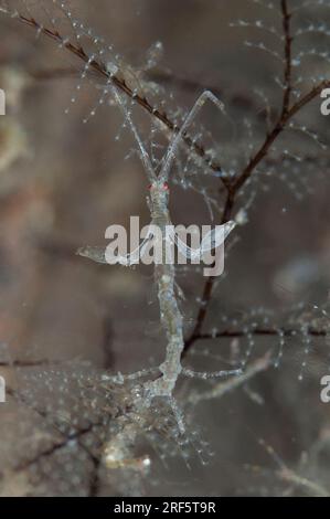 Red-stripe Skeleton Shrimp (Protella similis) on Hydroid (Hydrozoa ...