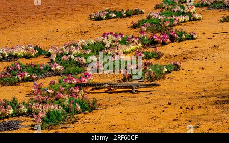 Gould's Monitor (Varanus gouldii), Pindar, WA Stock Photo - Alamy
