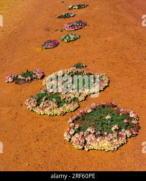 Wreath Lechenaultia (Lechenaultia macrantha), Pindar, WA Stock Photo ...