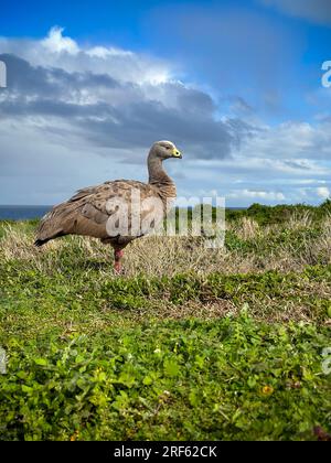 Side profile of a Cape Barren Goose standing on sandy ground in natural ...