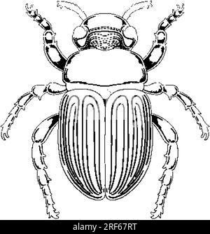 Scarab Beetle Outline for Colouring illustration Stock Vector Image ...