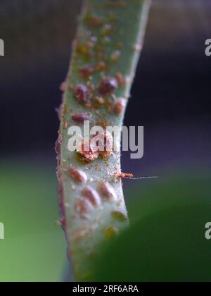 Scale insects or Coccoidea on window leaf (Monstera Stock Photo - Alamy