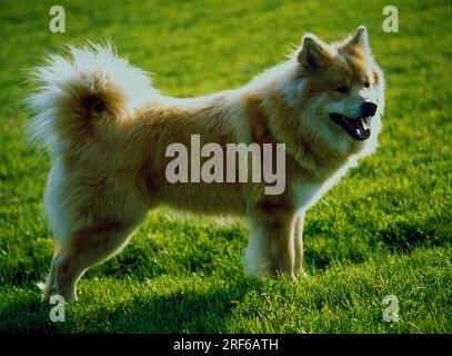 Eurasier, FCI, Standard No. 291 Stock Photo - Alamy