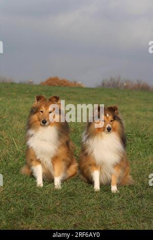 2 two Sheltie, Shetland Sheepdog, FCI, Standard No. 88 Stock Photo - Alamy
