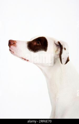 Profile portrait of mixed-breed mongrel dog with ears on white ...