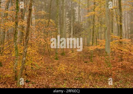 Deciduous forest, Colourful, Fog, Autumn, Helmstadt, Wuerzburg ...