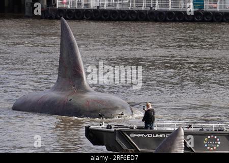 A floating model of a megalodon shark fin is towed by Tower Bridge ...