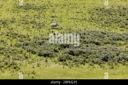 A flock of sheep on the isle of Colonsay, Scotland Stock Photo - Alamy