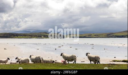 A flock of sheep on the isle of Colonsay, Scotland Stock Photo - Alamy