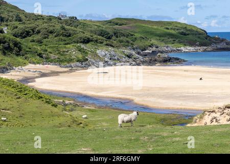 A flock of sheep on the isle of Colonsay, Scotland Stock Photo - Alamy