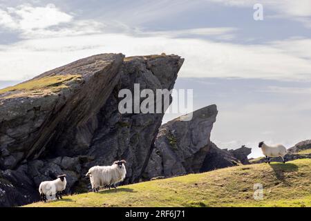 A flock of sheep on the isle of Colonsay, Scotland Stock Photo - Alamy