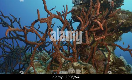 Coral reef covereg with bright Red Sponges. Toxic Finger-Sponge ...