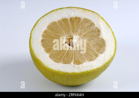Grapefruit (Citrus maxima), Giant orange, Adam's apple, Pumelo Stock ...