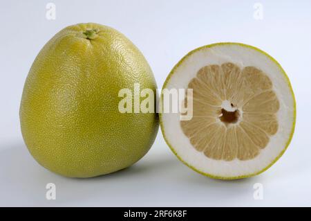 Grapefruit (Citrus maxima), Giant orange, Adam's apple, Pumelo Stock ...