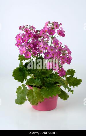 Fairy candle (Primula malacoides Stock Photo - Alamy