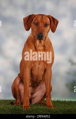 Rhodesian Ridgeback also known as African lion dog Stock Photo - Alamy