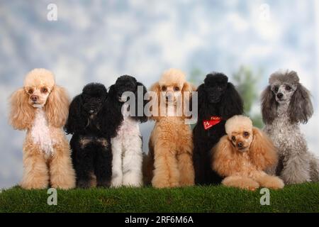 Dwarf poodle, different colours Stock Photo - Alamy