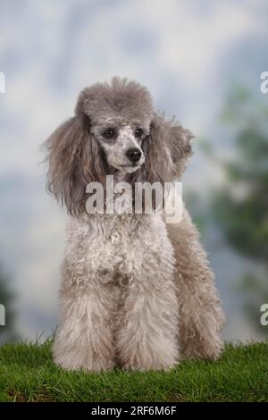Dwarf poodle, silver, poodle Stock Photo - Alamy