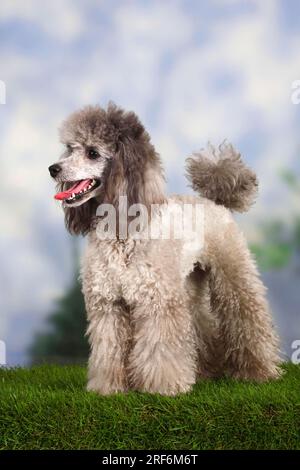 Dwarf poodle, silver Stock Photo - Alamy