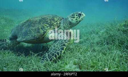 Very old male Hawksbill Sea Turtle (Eretmochelys imbricata) or Bissa on ...
