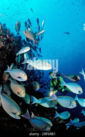 Elongate surgeonfish (Acanthurus mata), dive site Sodwana Bay National ...